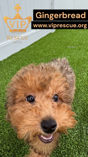 Gingerbread / Redington Beach | VIP Rescue